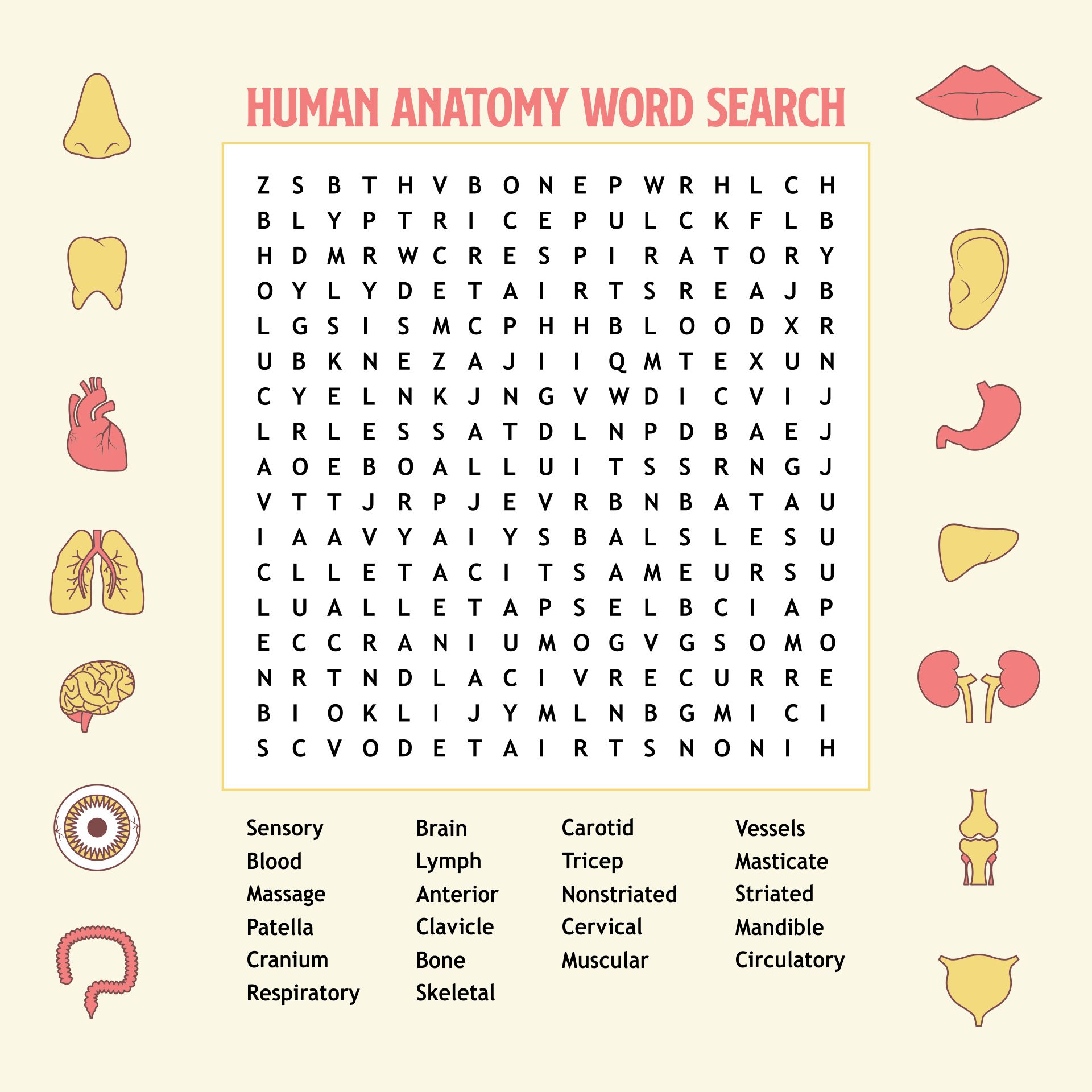 5 Best Images Of Printable College Anatomy Worksheets Muscles 