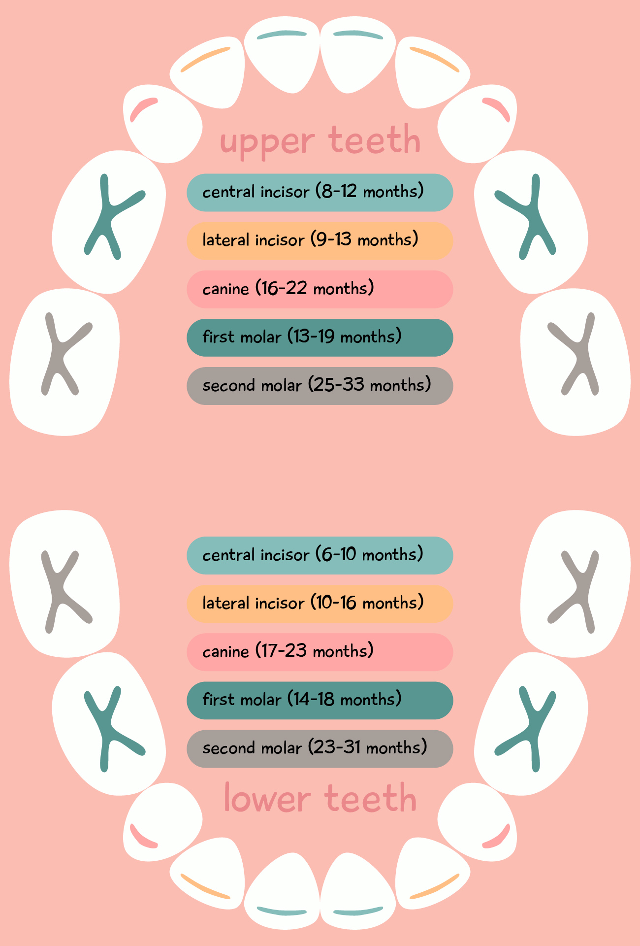 Dental Chart Printable