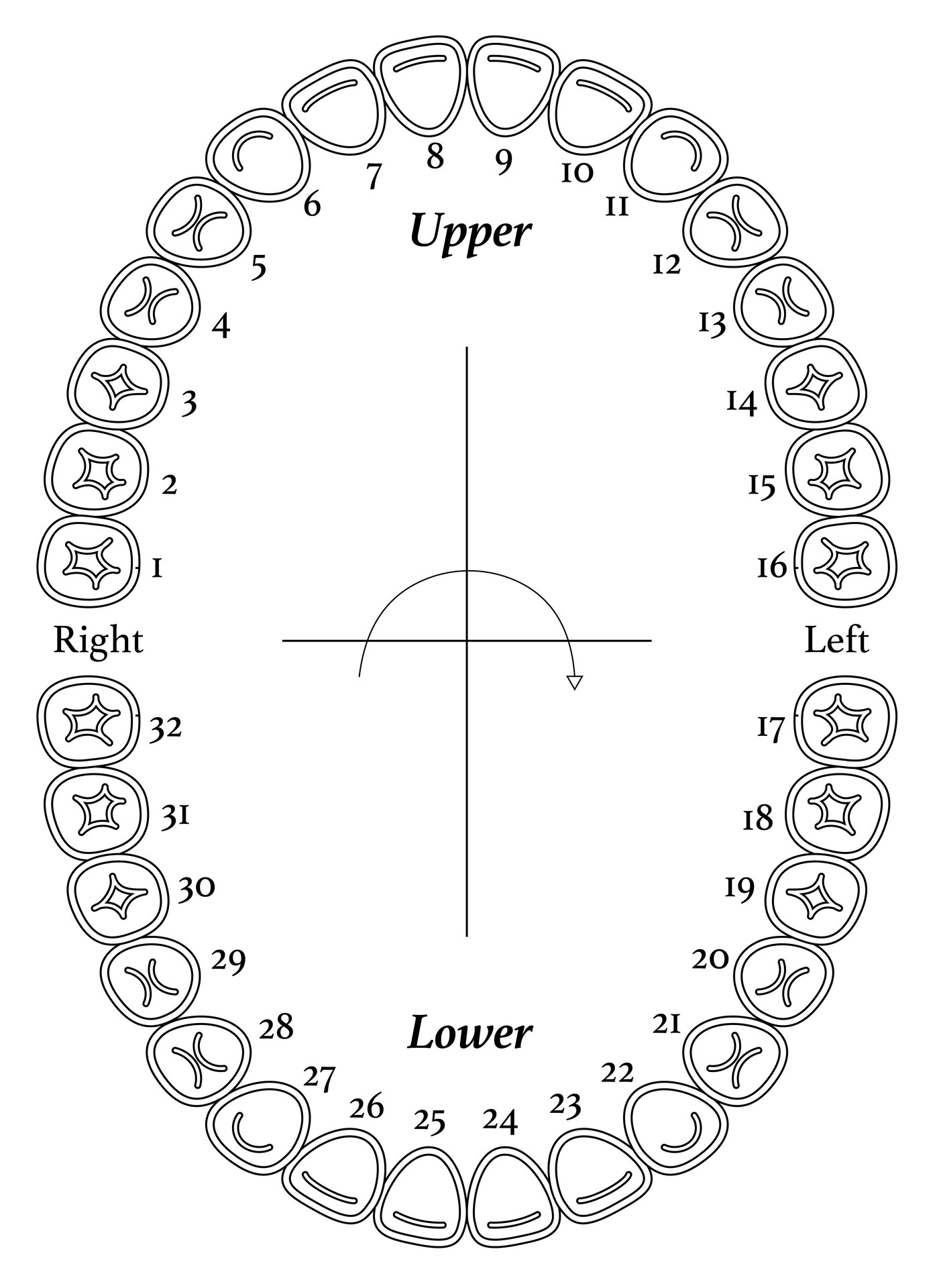 8 Best Images Of Tooth Chart Printable Full Sheet Dental Chart Teeth Numbers Meridian Tooth 