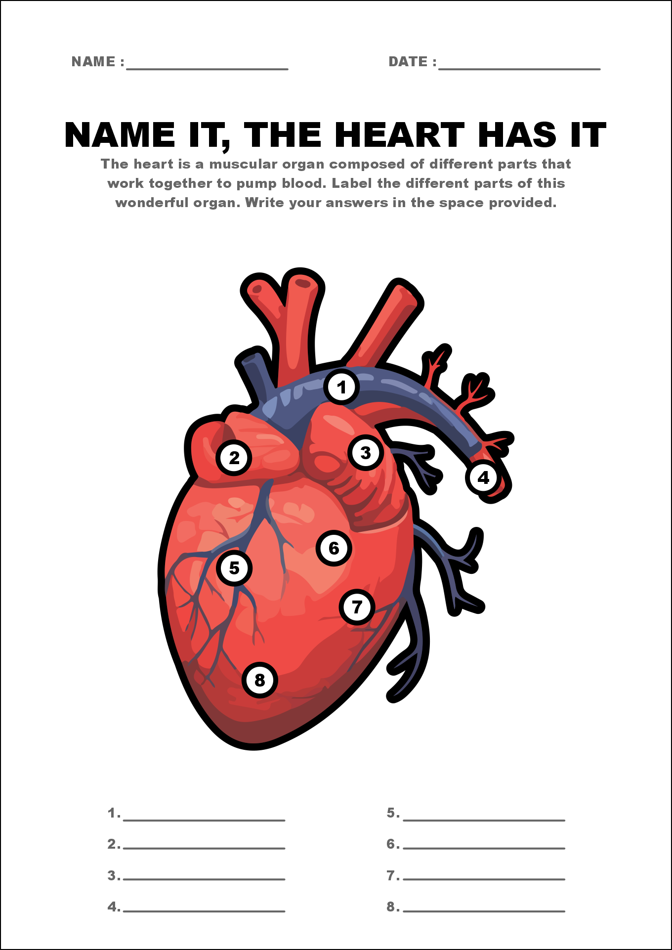 5 Best Images Of Printable College Anatomy Worksheets Anatomy And