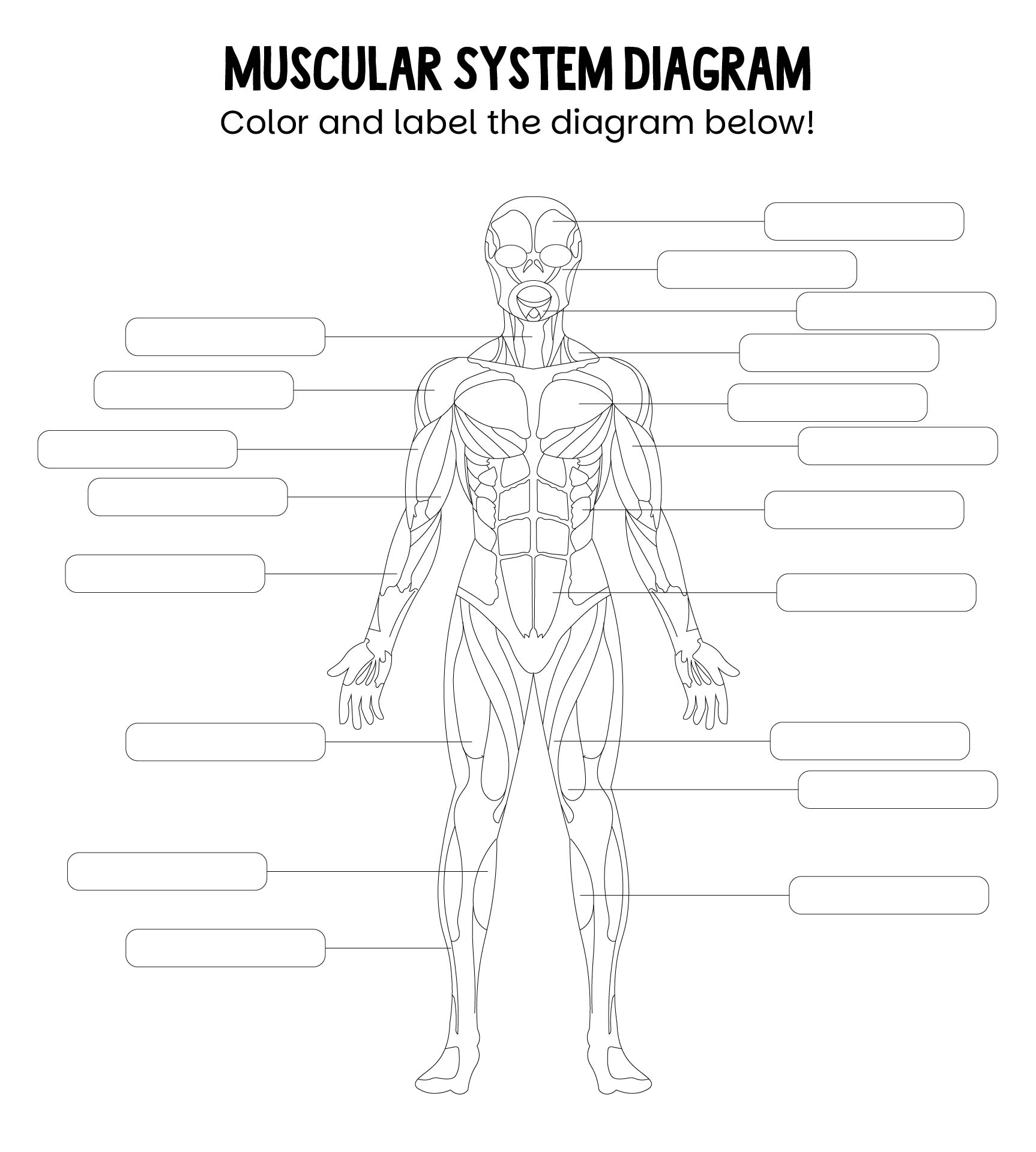 10 Best Printable Worksheets Muscle Anatomy Printablee