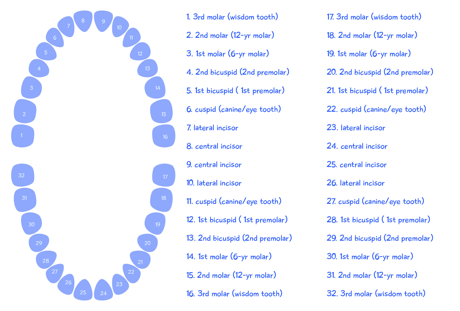 Dental Tooth Chart Printable