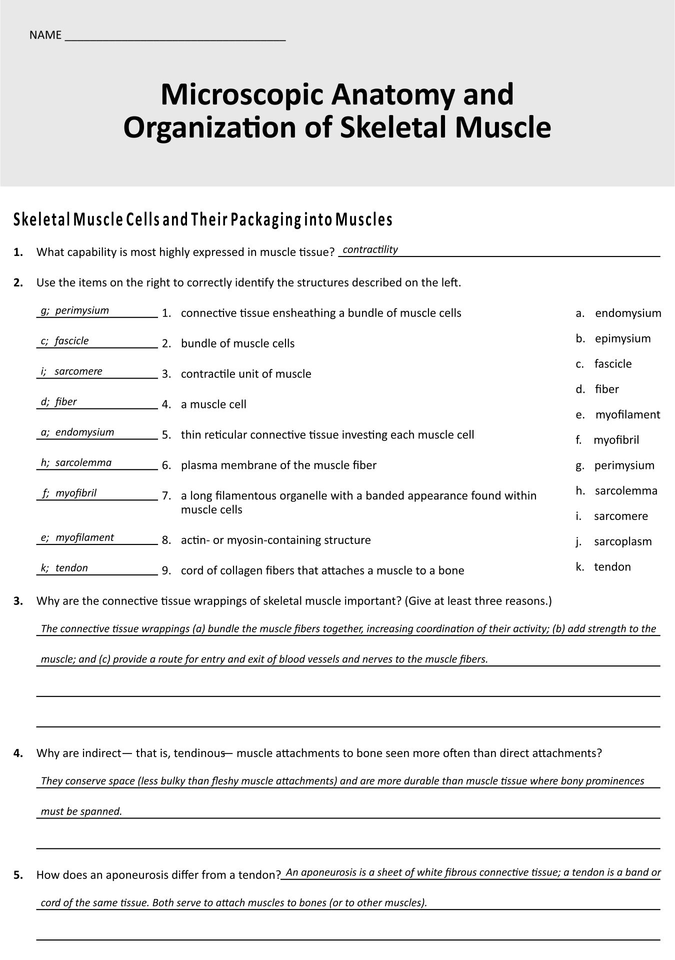 10 Best Printable Worksheets Muscle Anatomy Printablee