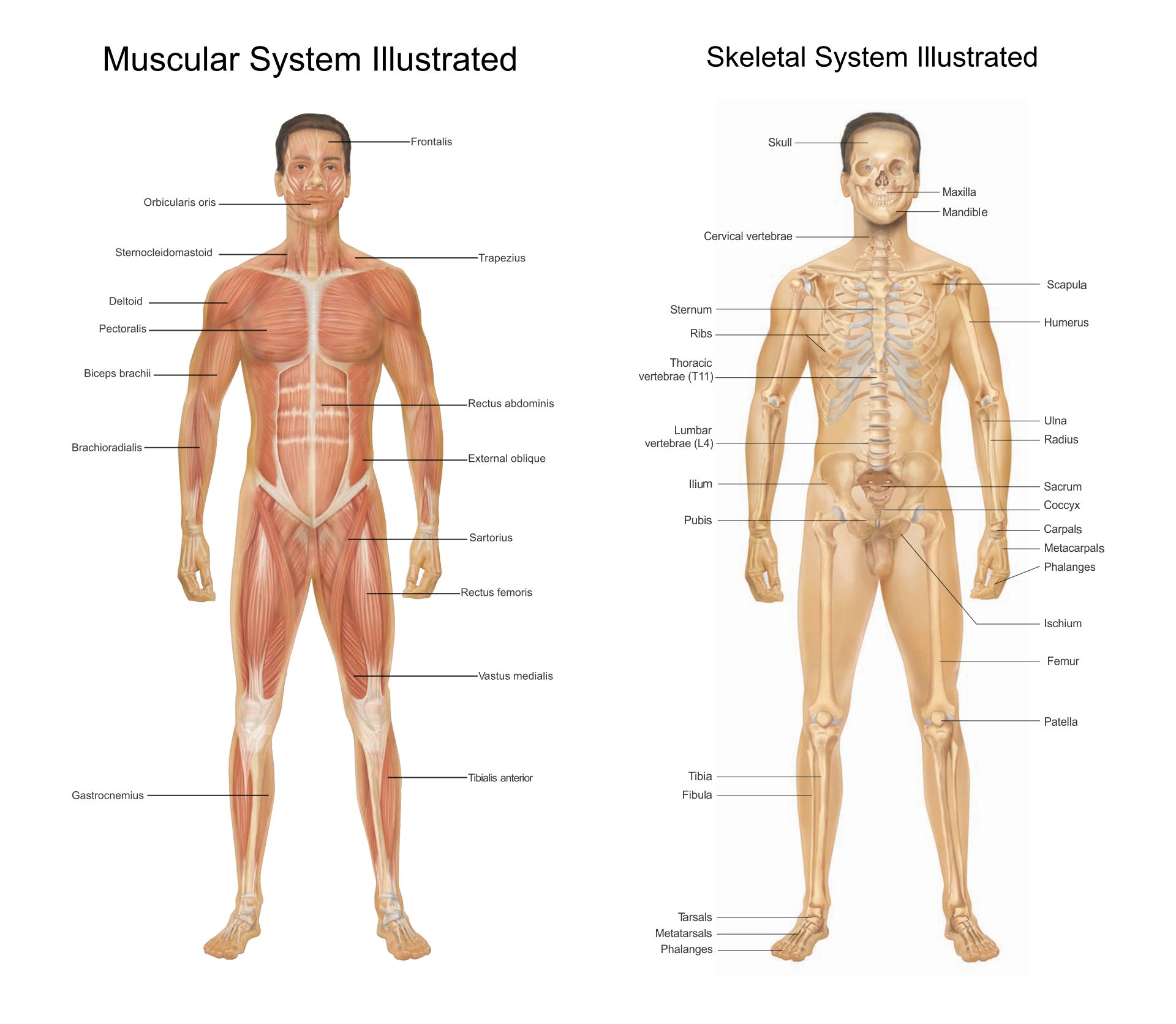 10 Best Printable Worksheets Muscle Anatomy PDF For Free At Printablee